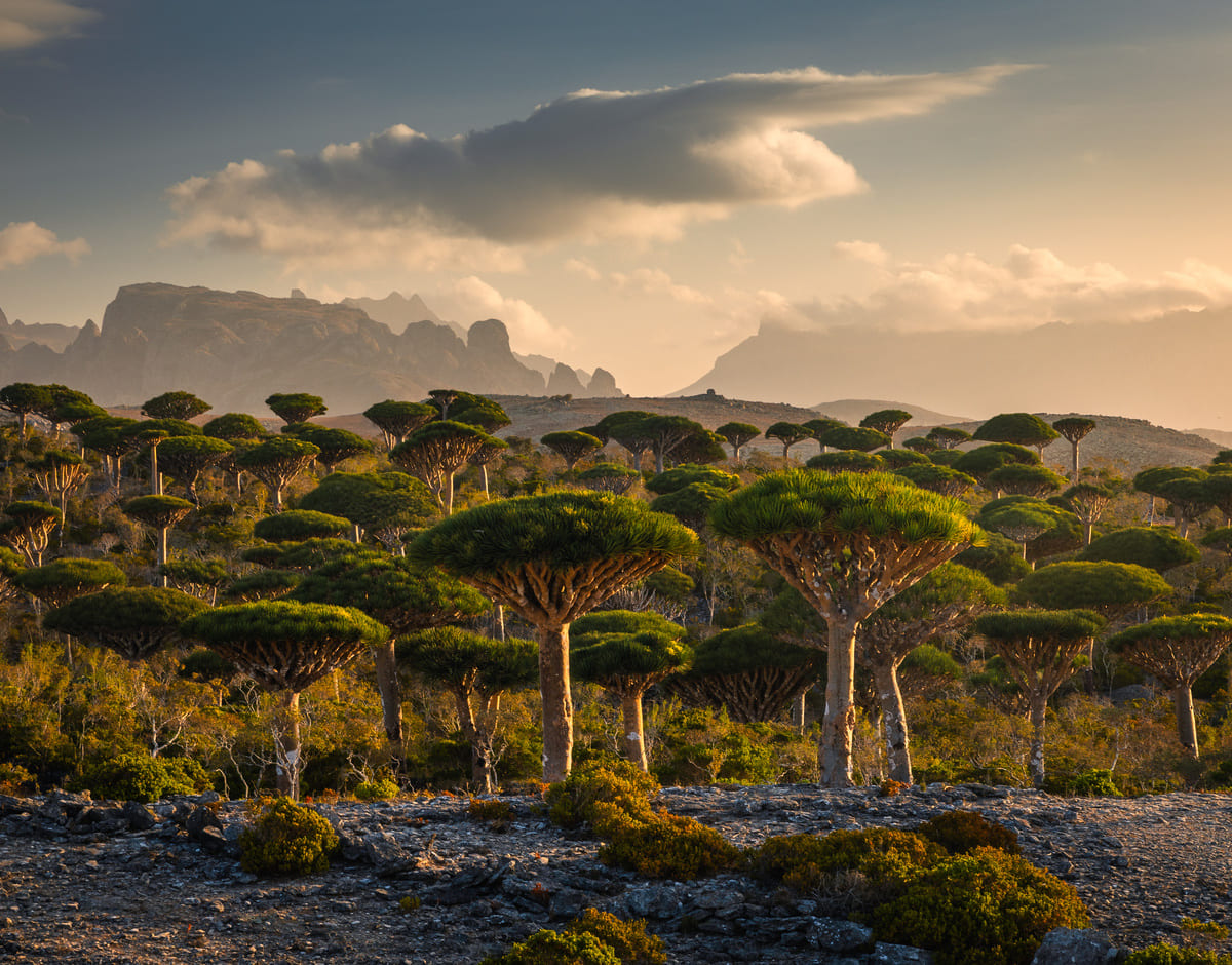 Viaggio a Socotra: guida completa per l’isola aliena | Imaway
